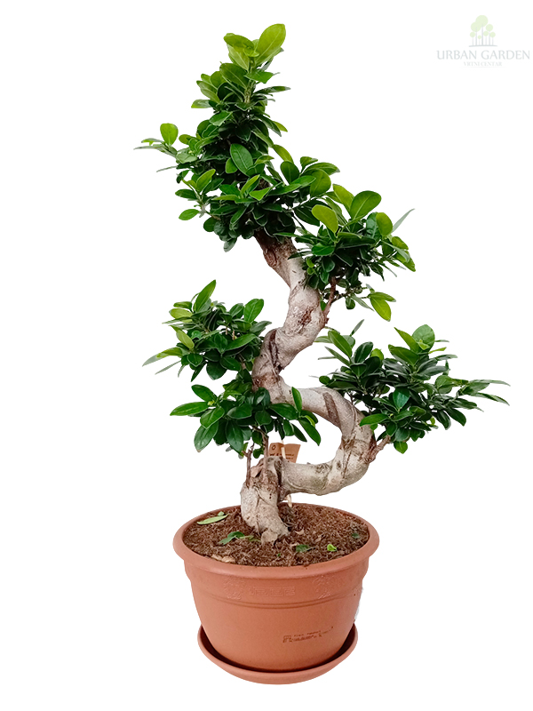 Fikus bonsai