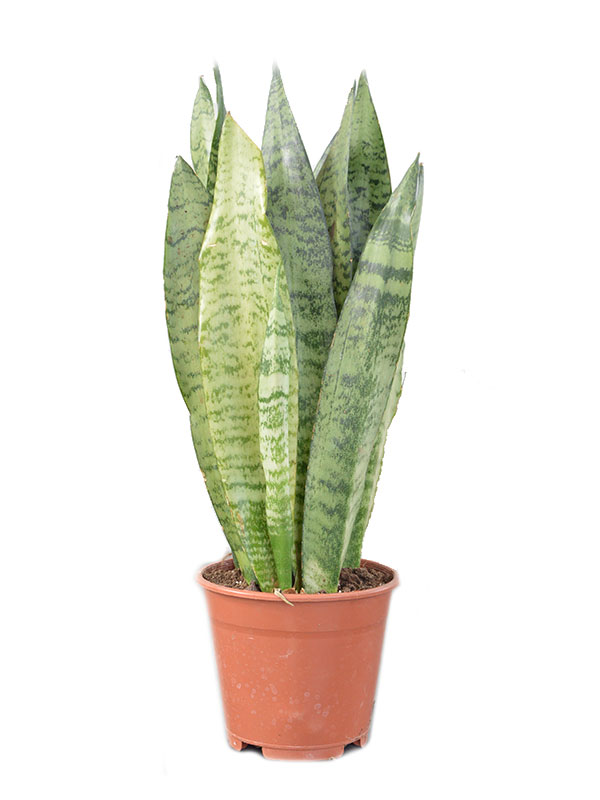Sanseveria