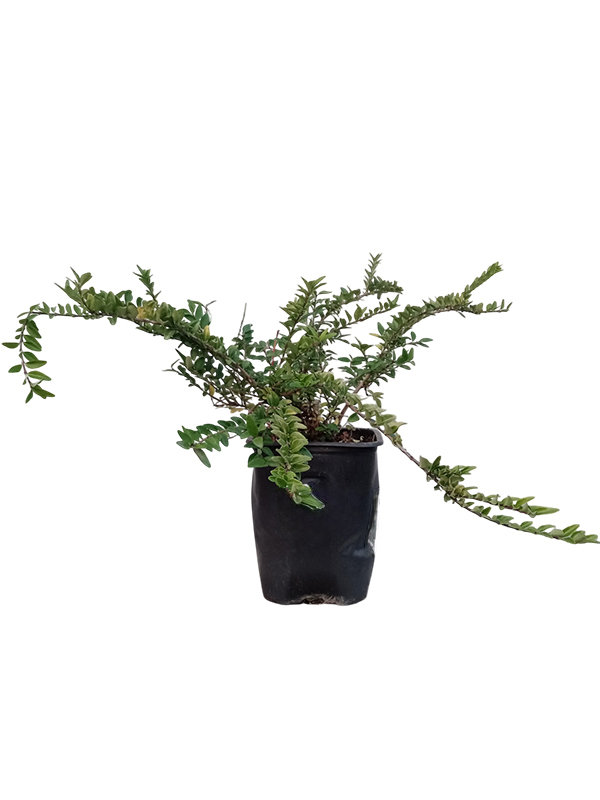 Lonicera u saksiji