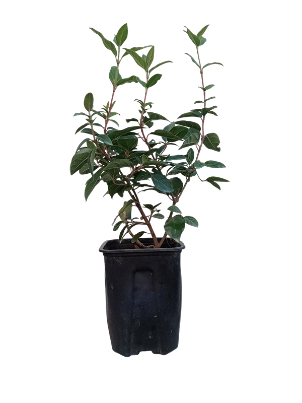 Viburnum saksija