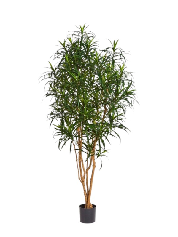 Veštačka Dracena ‘Anita’