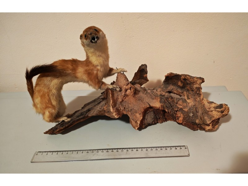 Preparirana LASICA, dužina Lasice 25 cm