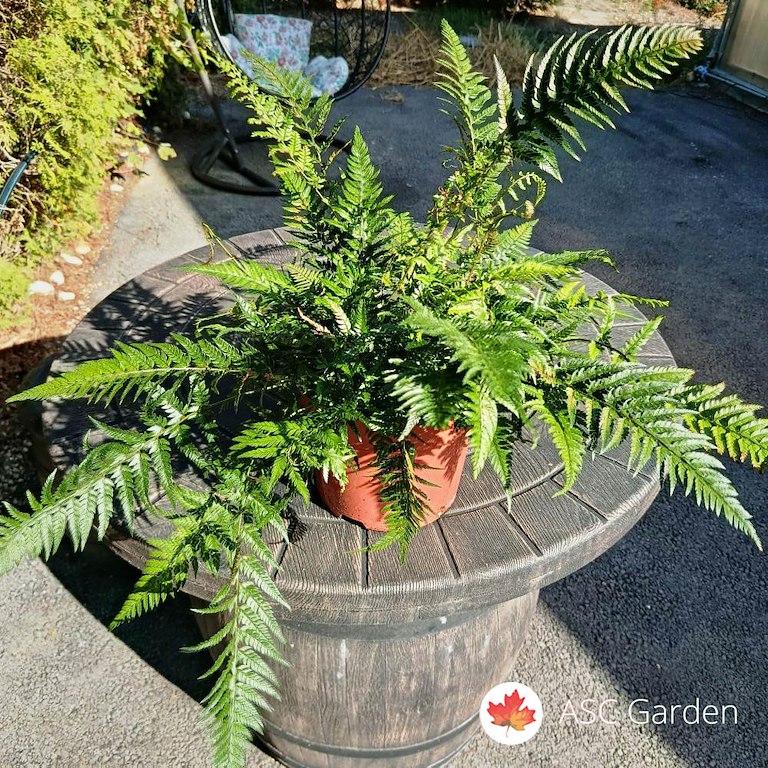 Athyrium 40 cm