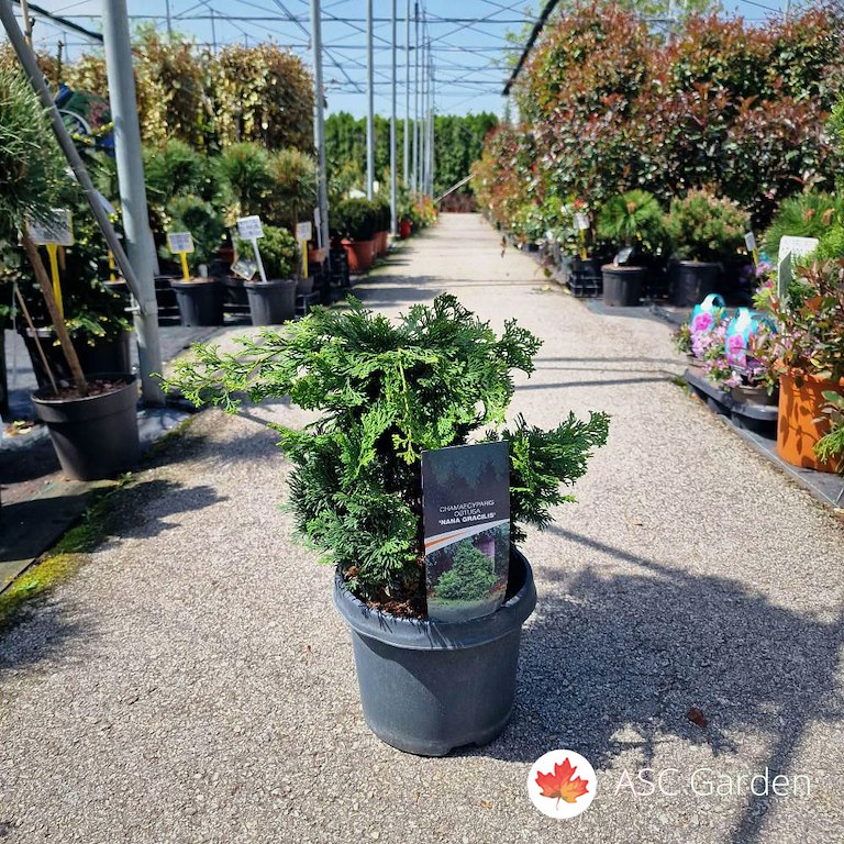 Chamaecyparis obtusa ‘Nana Gracilis’ 30 cm fi 19