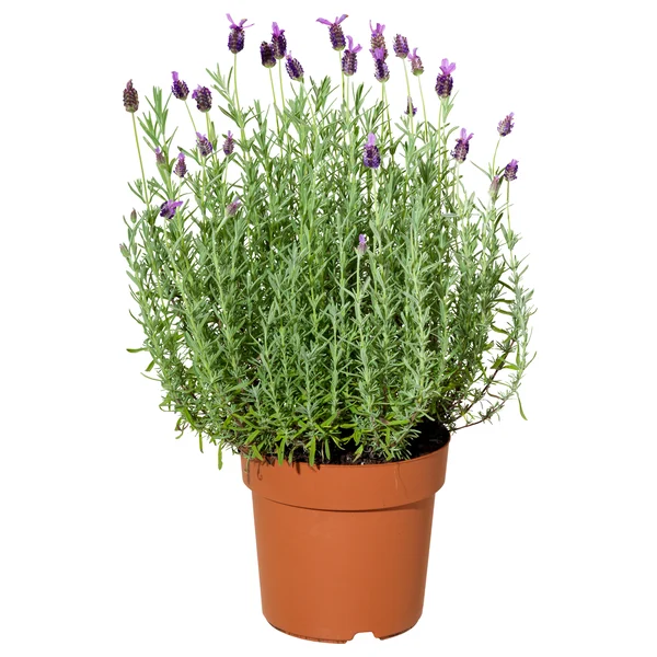Biljka u saksiji, lavanda, 12 cm