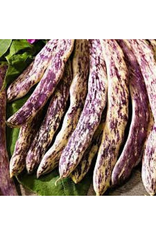 BORANIJA PIEMONTE 100G (sarena)
Šifra: 8753 JM: KOM
