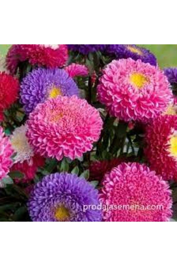 LEPA KATA PRINCES MIX 0.5GR ZKI
Šifra: 5277 JM: KOM