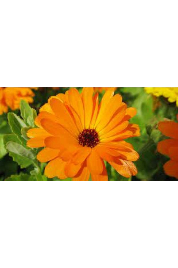NEVEN VISOKI-POT MARIGOLD ZKI
Šifra: 5249 JM: KOM