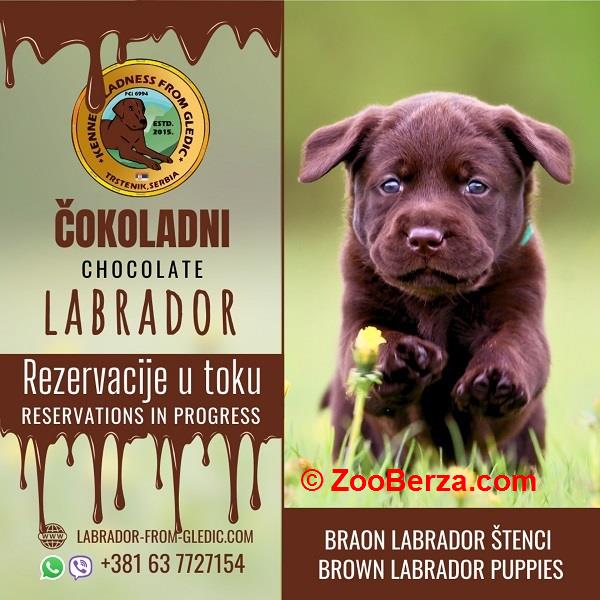 Braon Labrador štenci
