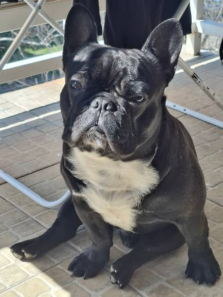 Francuski buldog