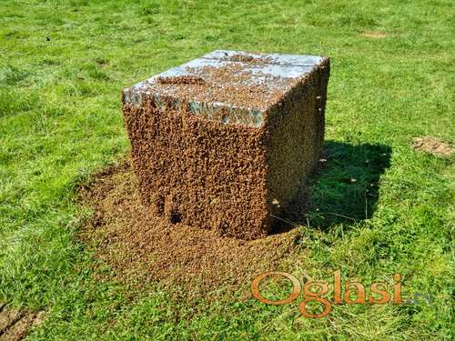 Rojevi na ramu, mlade matice, paketni rojevi, matičnjaci