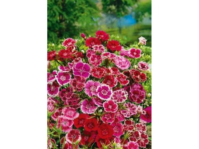 KINESKI KARANFIL (DIANTHUS CHINENSIS) - 50 SEMENA