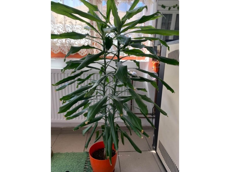 Dracena fragrans