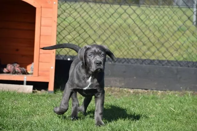 ŠTENCI CANE CORSO PLAVE BOJE