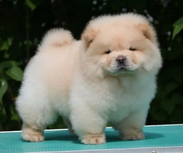 CHOW CHOW ČAU ČAU ŠTENCI