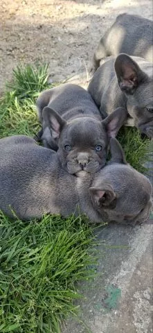 FRANCUSKI BULDOG PRELEPI ŠTENCI