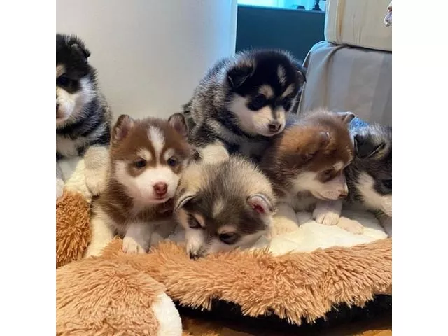 NAJSLAĐI POMSKY ŠTENE