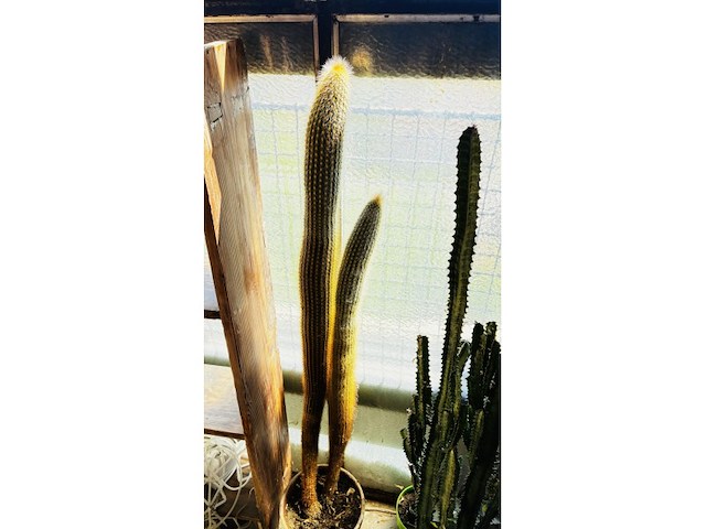 Kaktus Cleistocactus 2