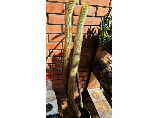 Kaktus Cleistocactus 1