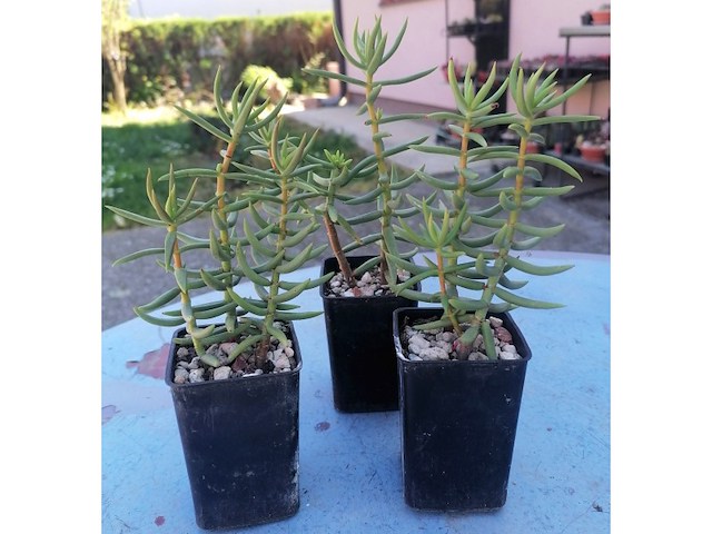 Sukulent - Crassula tetragona