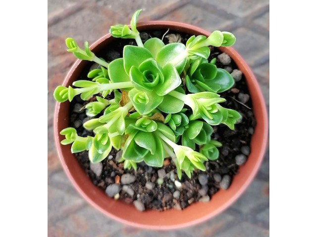 Orostachys malacophylla