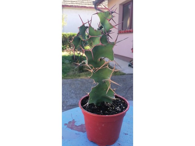 Euphorbia sp
