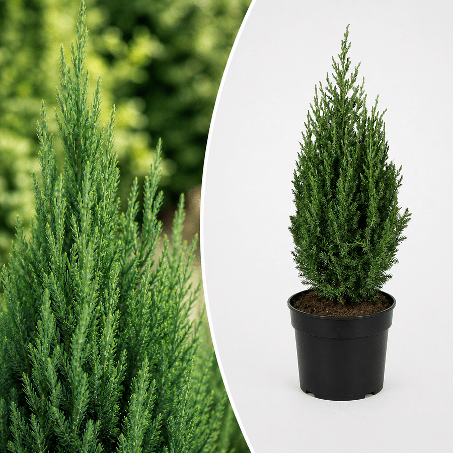 Juniperus chinensis - Stricta 7l
