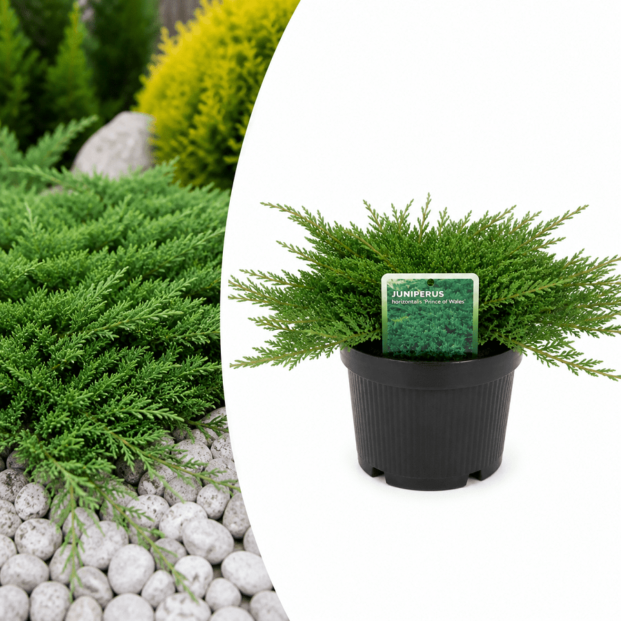 Juniperus 'Prince of Wales' P17