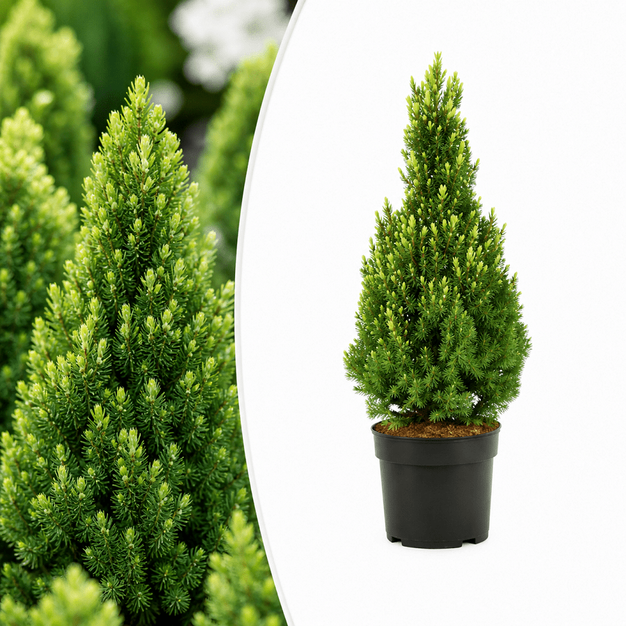 Picea Glauca conica P17
