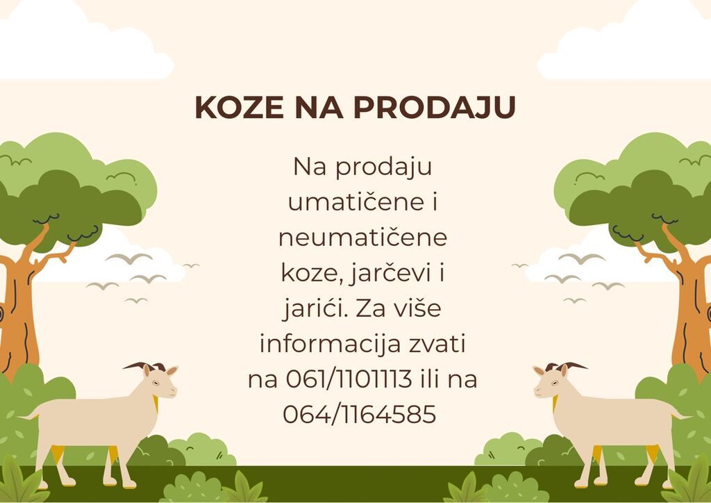 Koze na prodaju – umatičene i neuma­tičene. Dostupne su koze, jarčevi