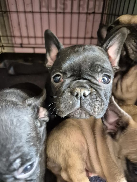 Francuski buldog