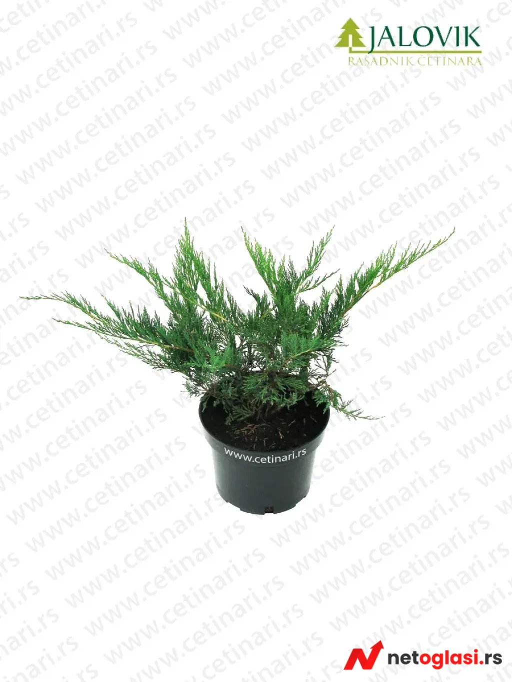 Juniperus sabina 'Tamariscifolia'