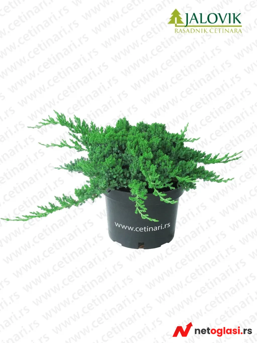 Juniperus procumbens 'Nana'