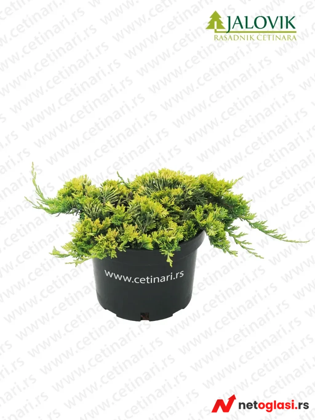 Juniperus horizontalis 'Golden Carpet'