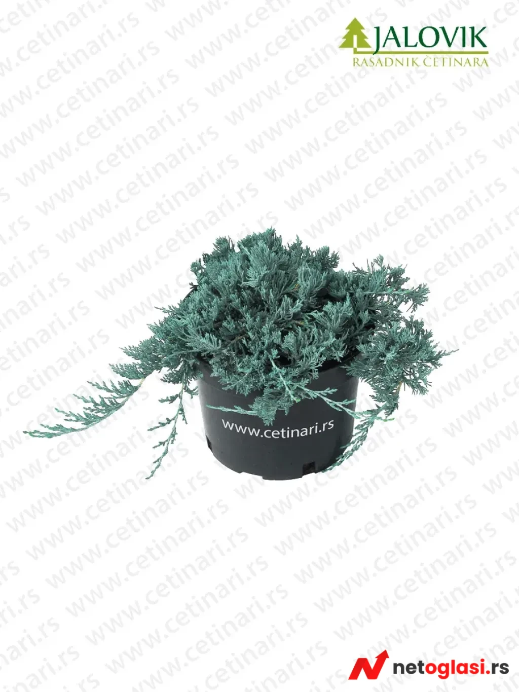 Juniperus horizontalis 'Glauca'