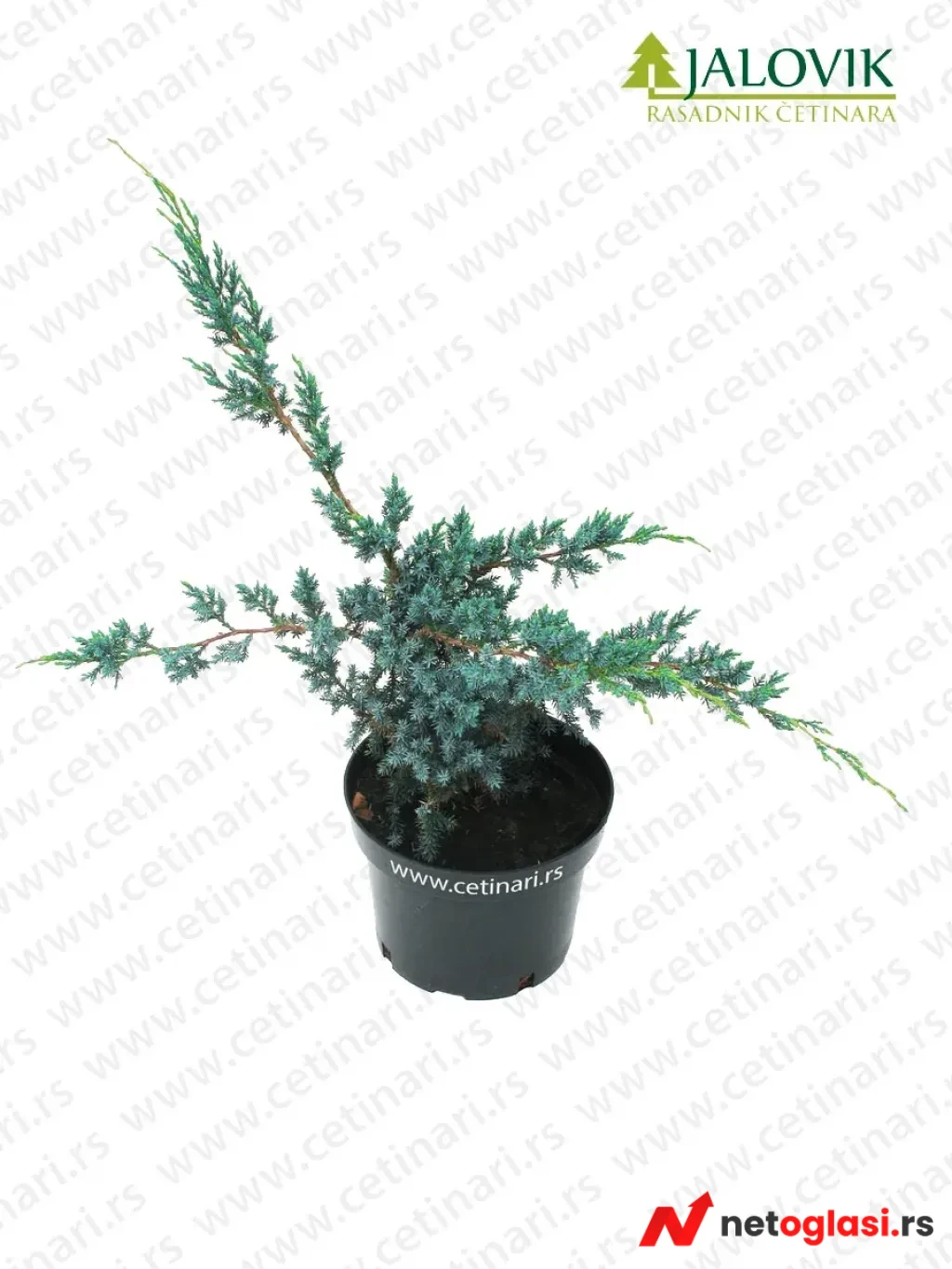 Juniperus chinensis 'Blue Alps'