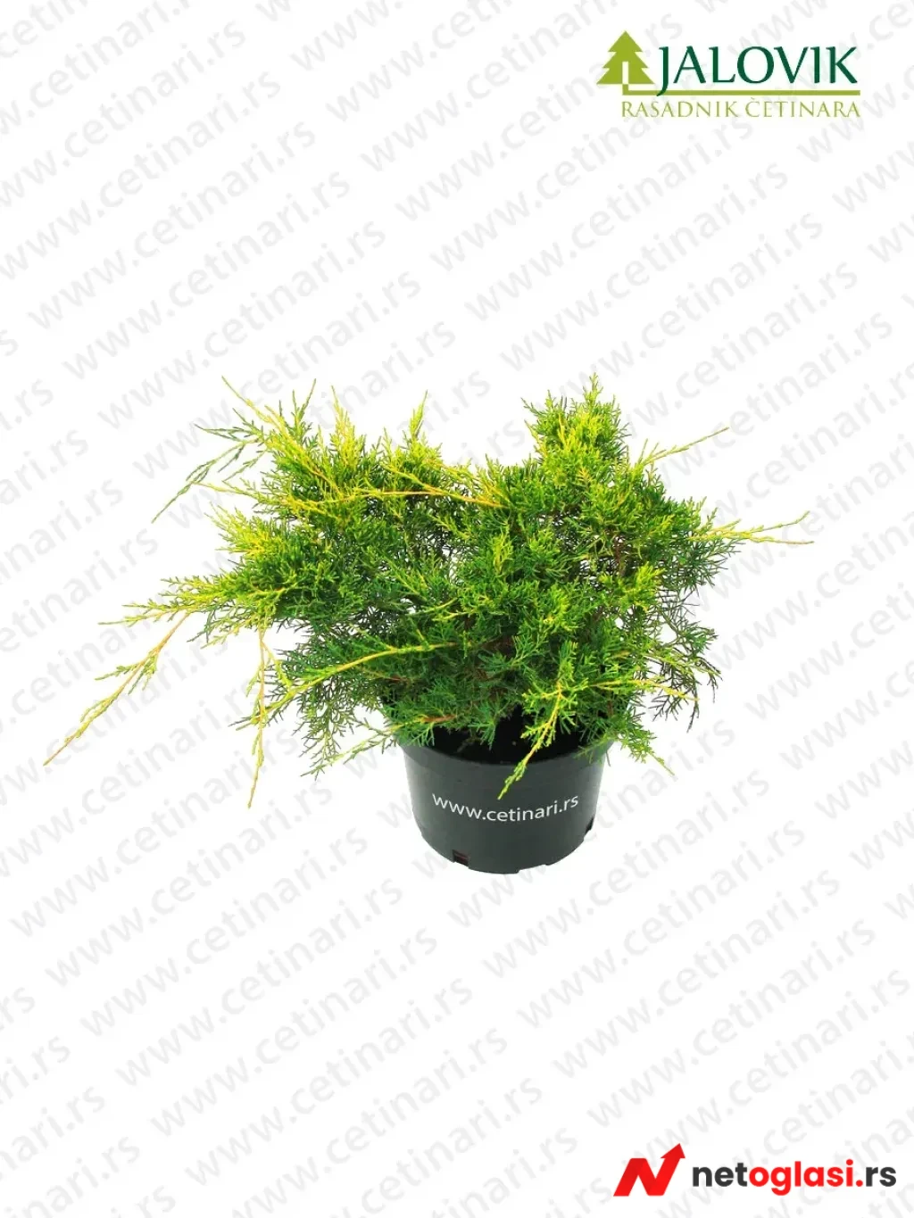 Juniperus chinensis 'Pfitzeriana Aurea'