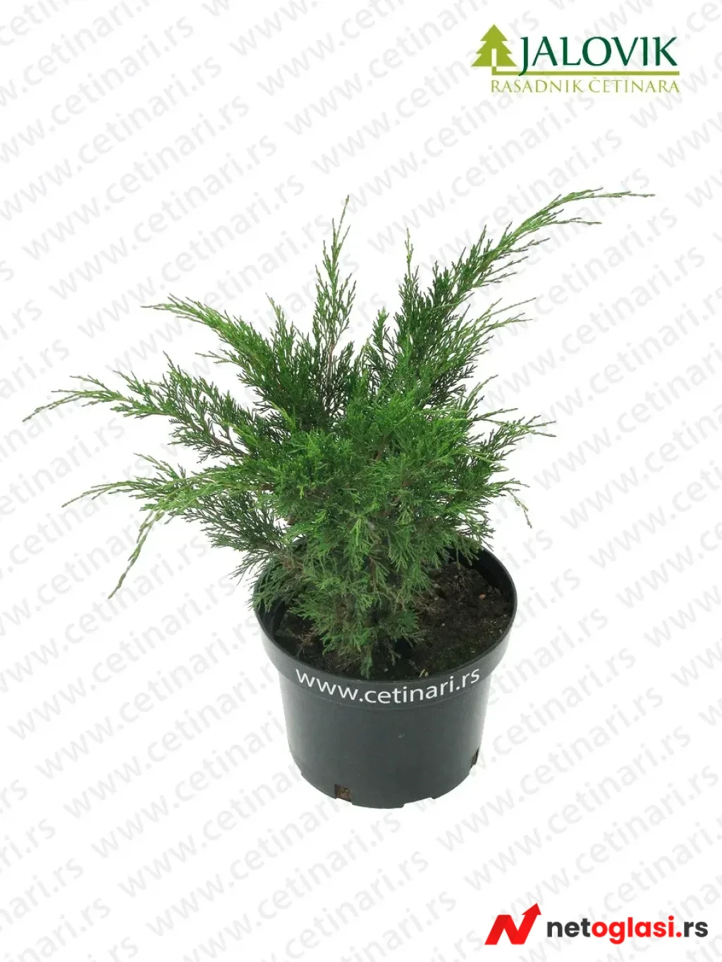 Juniperus chinensis 'Sea Green'