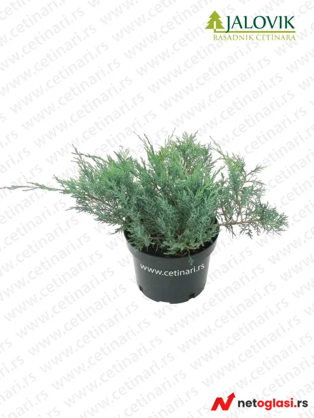 Juniperus chinensis 'Hetzii'