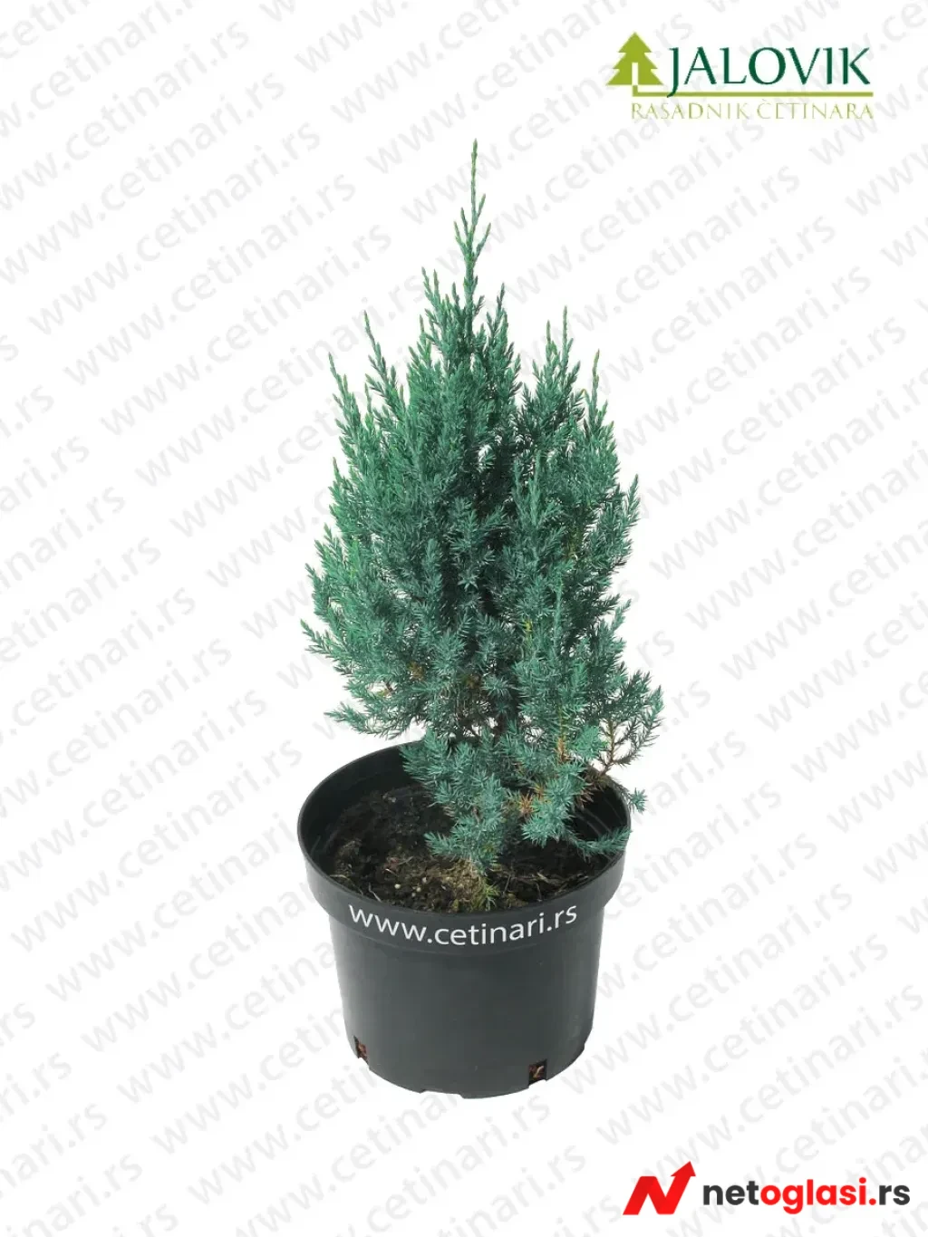 Juniperus chinensis 'Stricta'