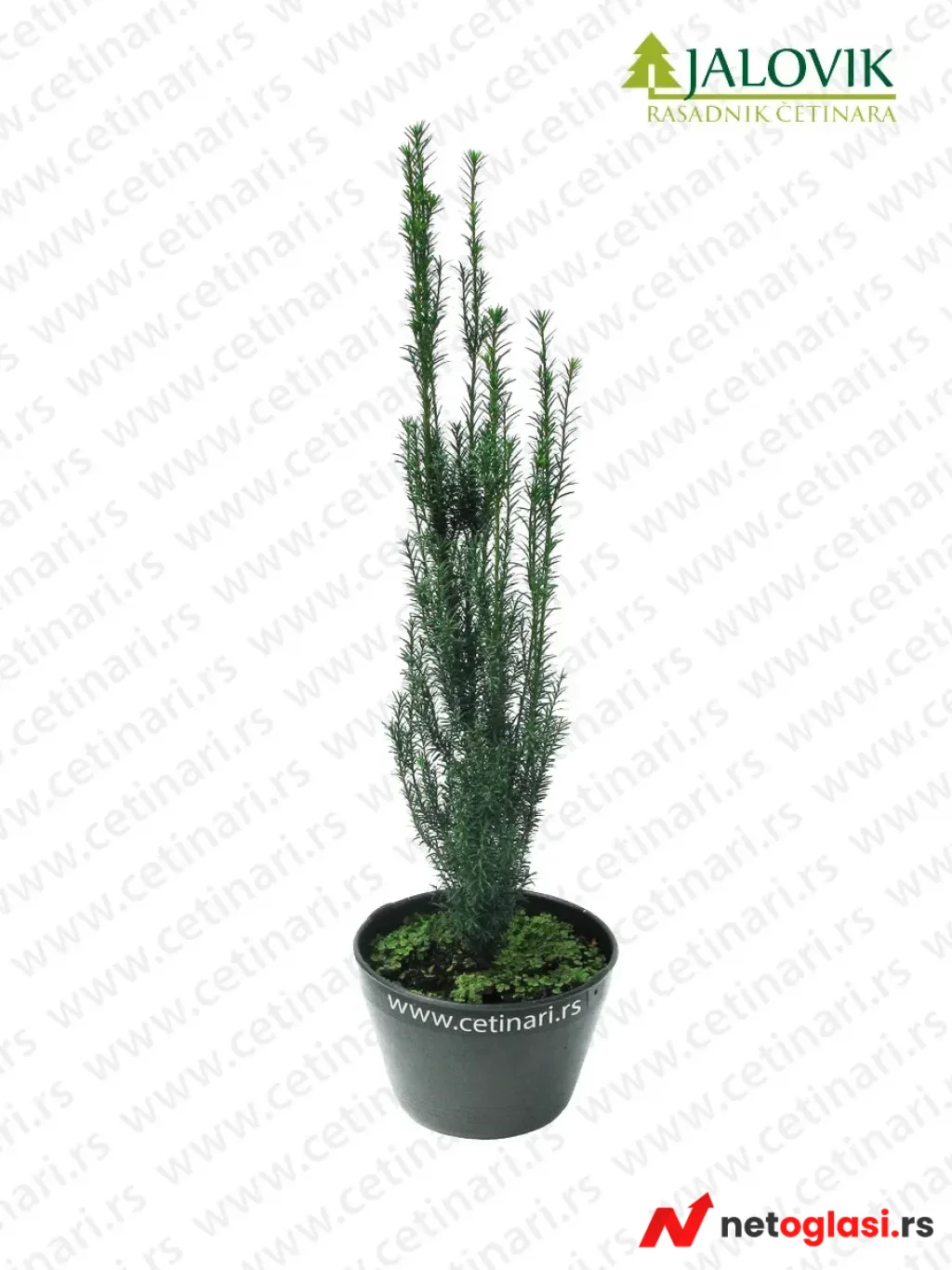 Taxus baccata 'Fastigiata'