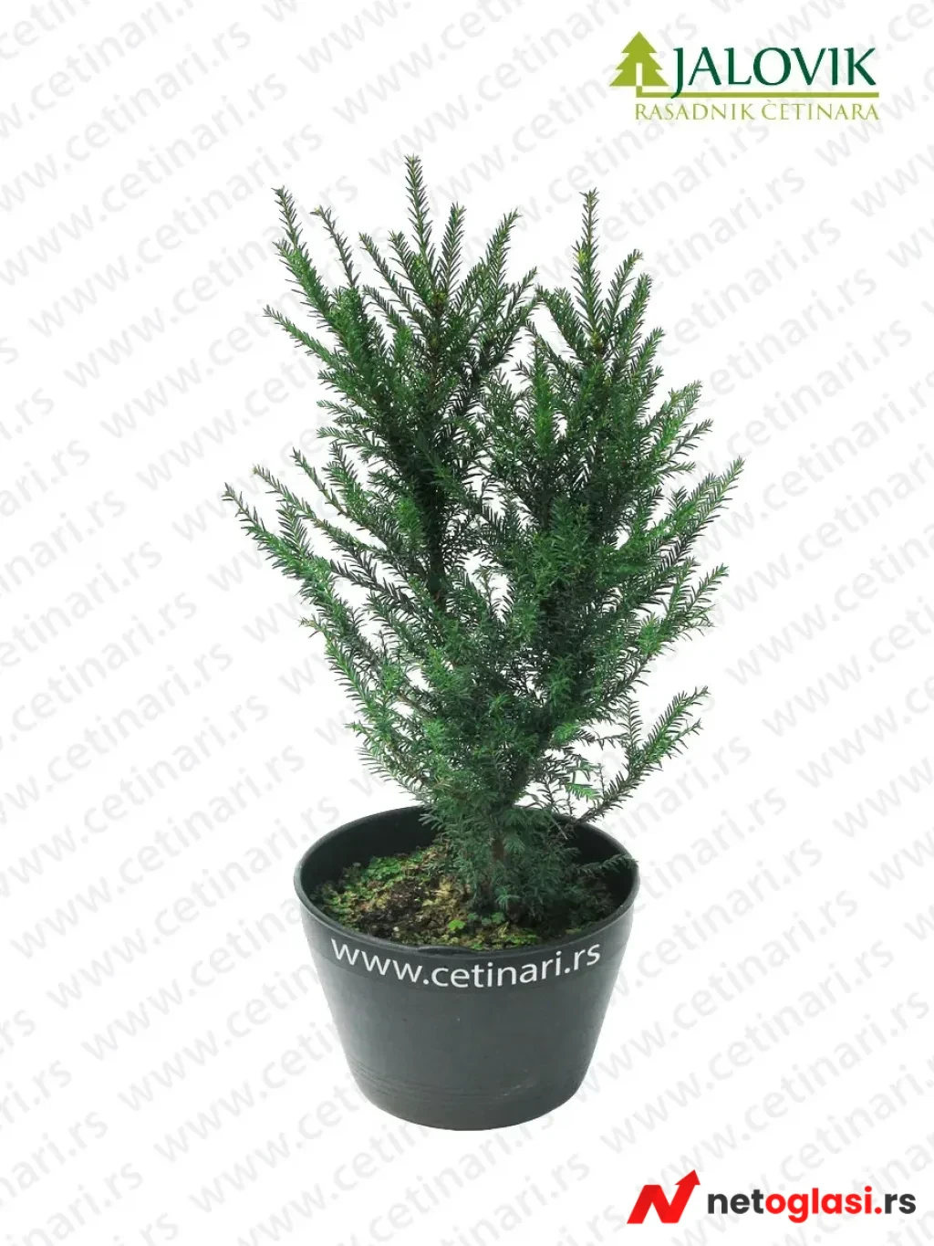 Taxus baccata 'Common yew'