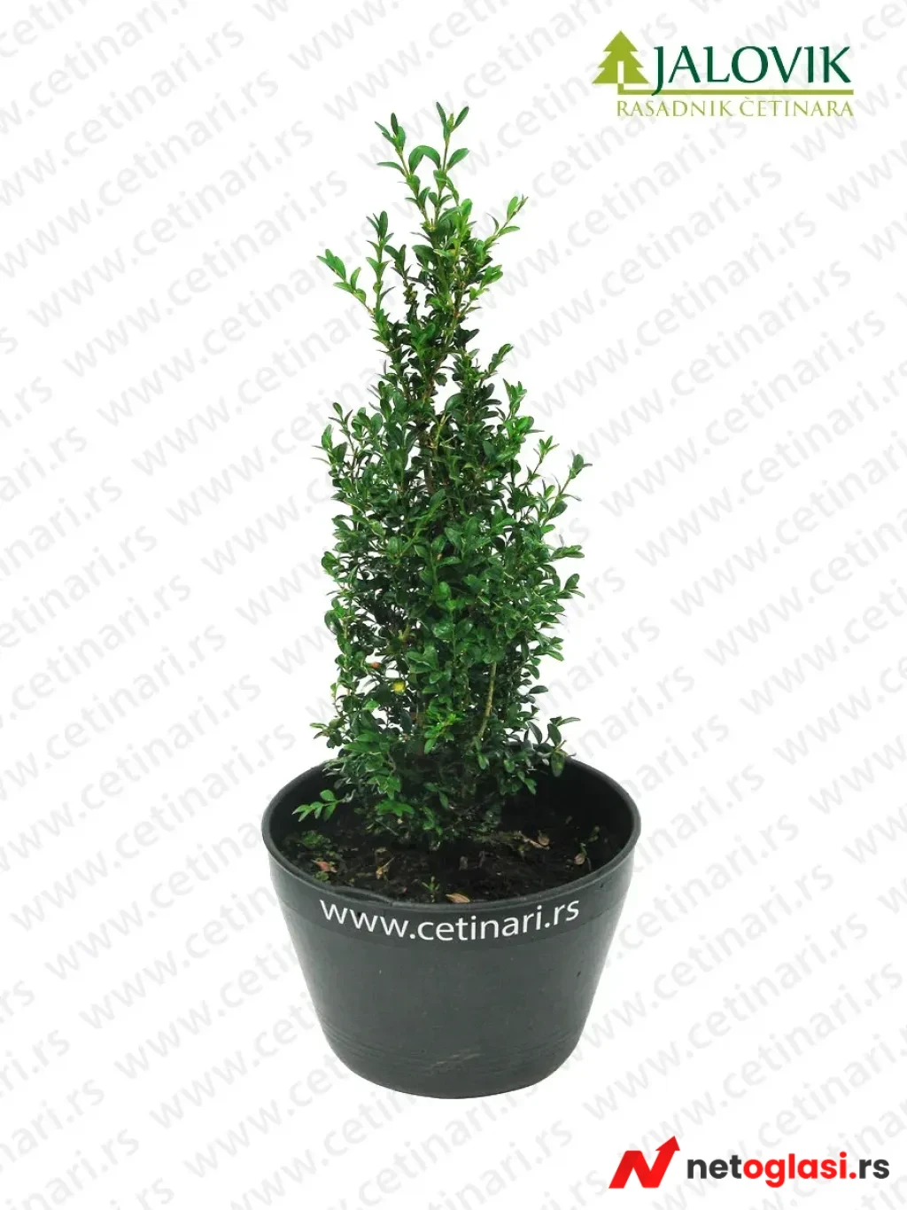 Buxus sempervirens 'Common box'