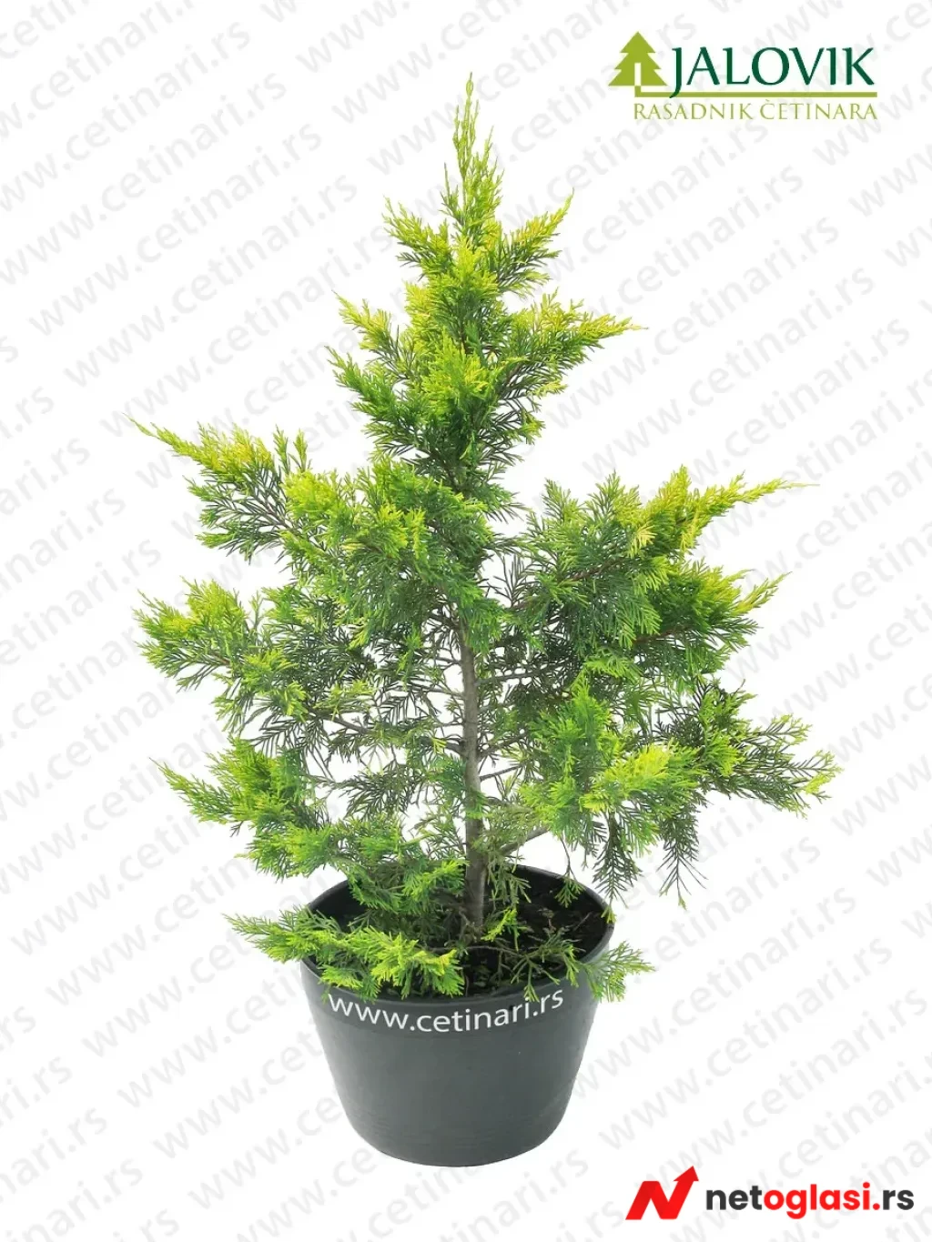 Cupressocyparis leylandii 'Gold Rider'