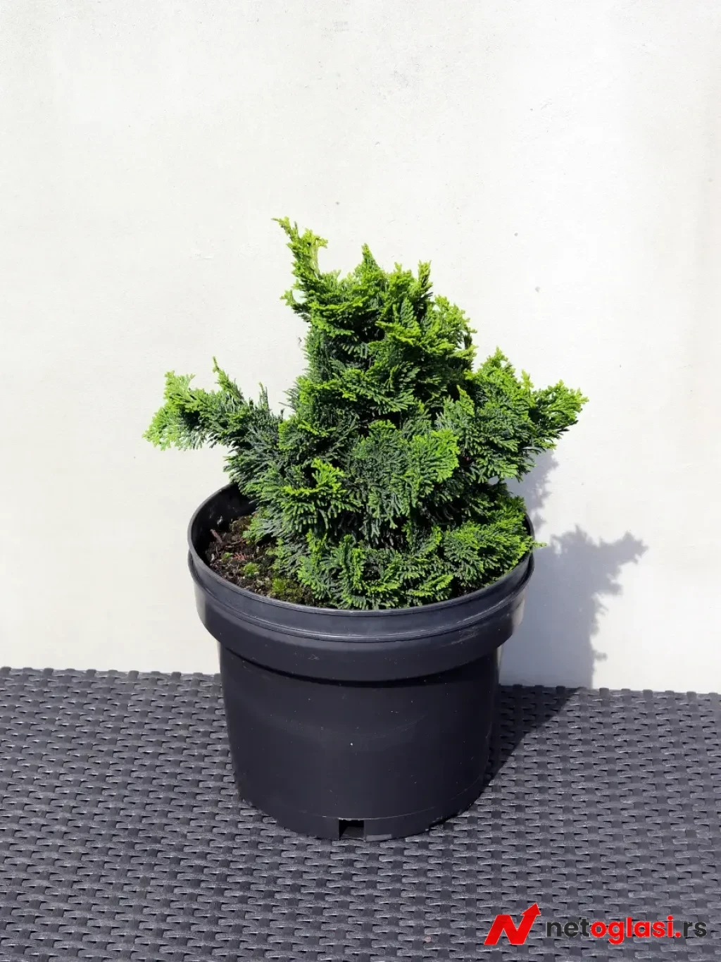 Chamaecyparis obtusa 'Nana Gracilis'
