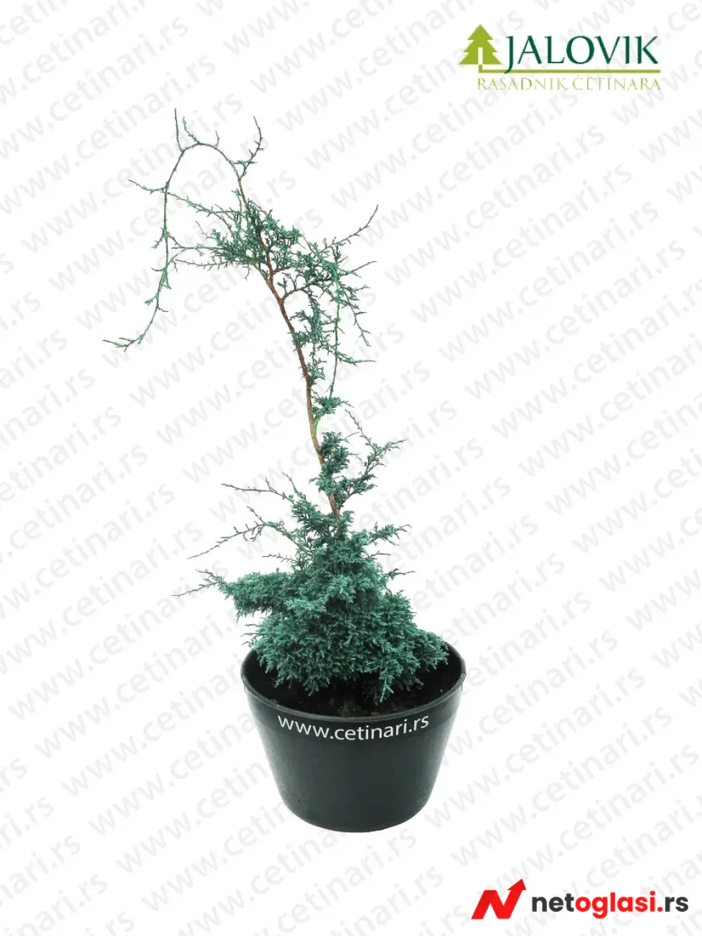 Chamaecyparis pisifera 'Squarrosa Intermedia'