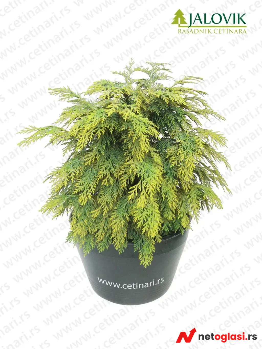 Chamaecyparis lawsoniana 'Globus Gold'