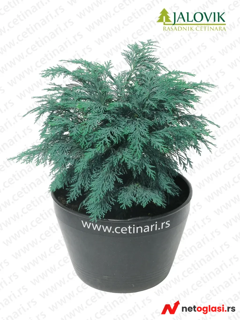 Chamaecyparis lawsoniana 'Mini Globus'