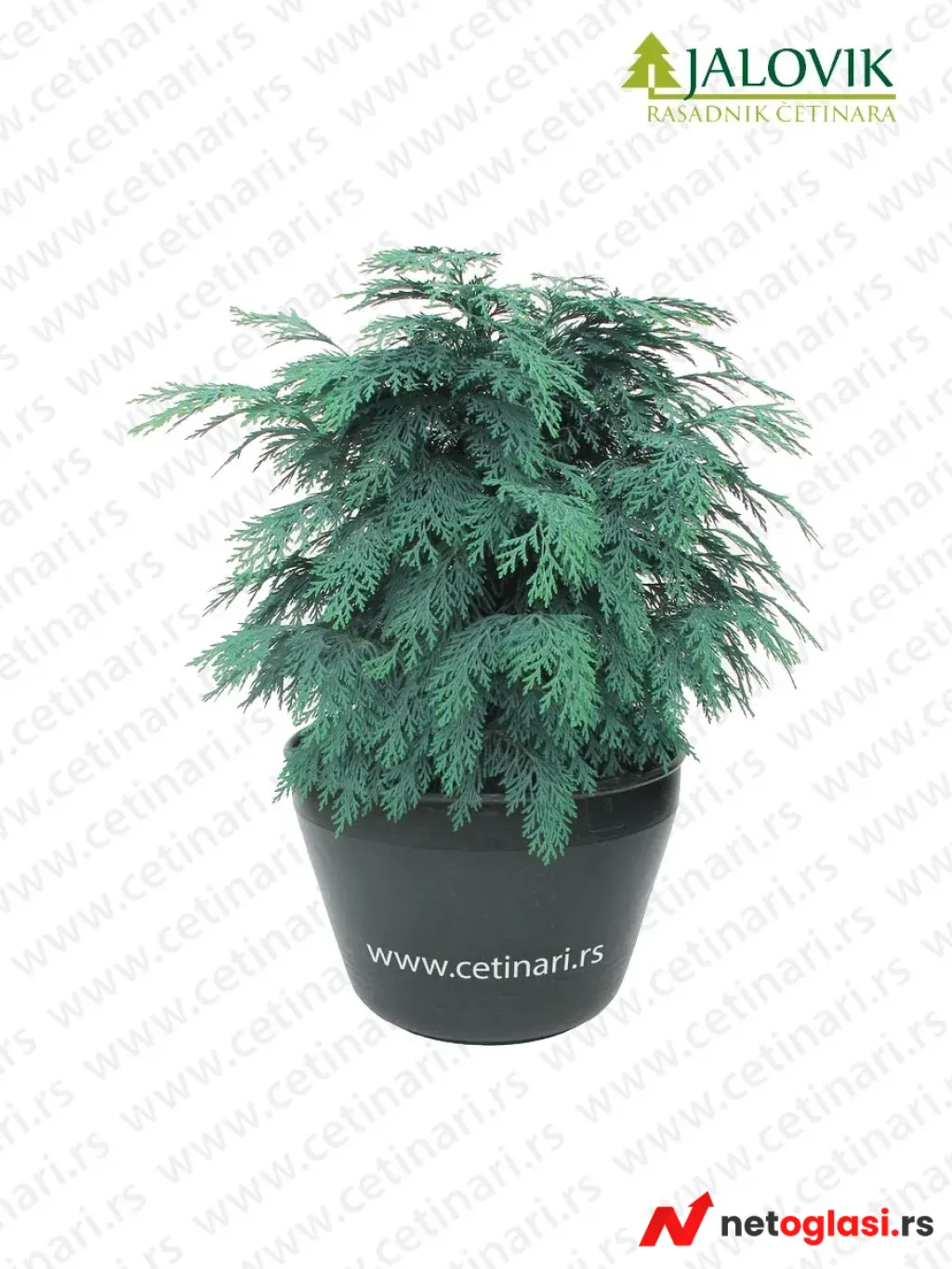 Chamaecyparis lawsoniana 'Globus'