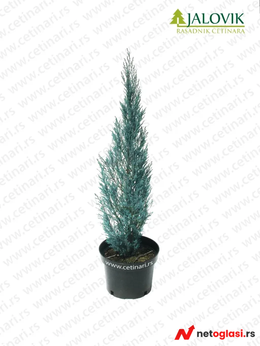 Chamaecyparis lawsoniana 'Blue Surprise'